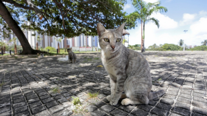 Caroline Botelho 2022