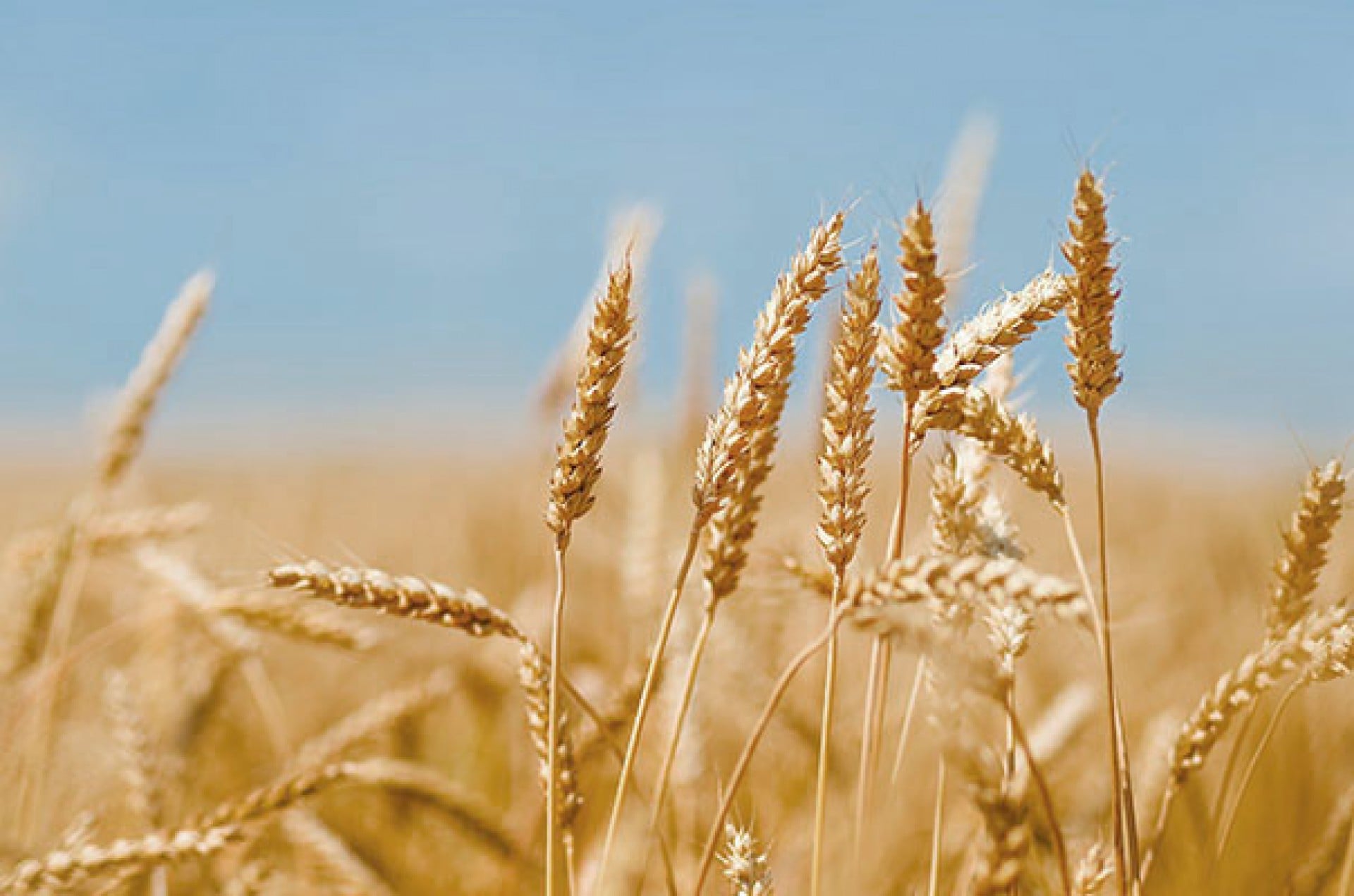 Novos cultivos surgem no agronegócio do Ceará | Reportagem | OPOVO+