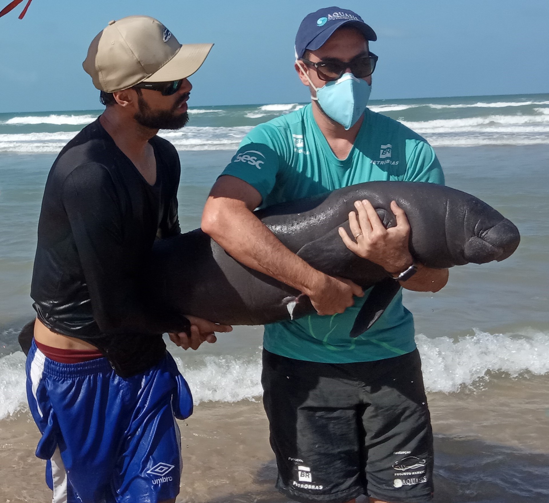 Filhote de peixe-boi resgatada em Beberibe passará pelo menos dois anos ...