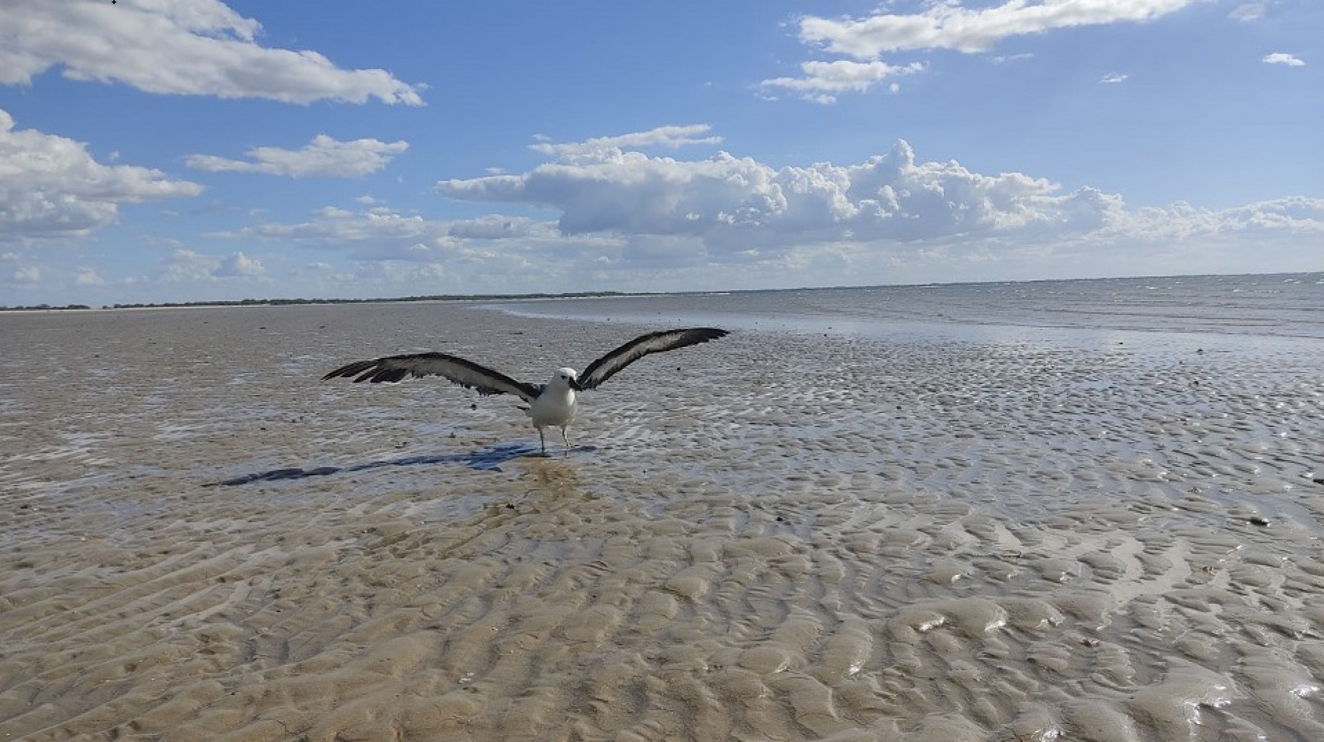Albatroz-de-nariz-amarelo resgatado pela Semace em Trairi volta ao seu ...