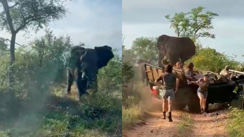 Vídeo: Elefante ataca carro de safári e passageiros correm para escapar