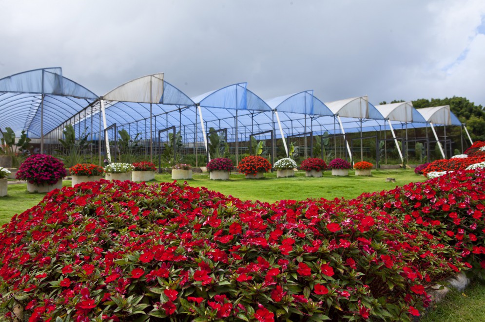 Flores e plantas ornamentais do CE: meta é exportar US$ 5 milhões por ...