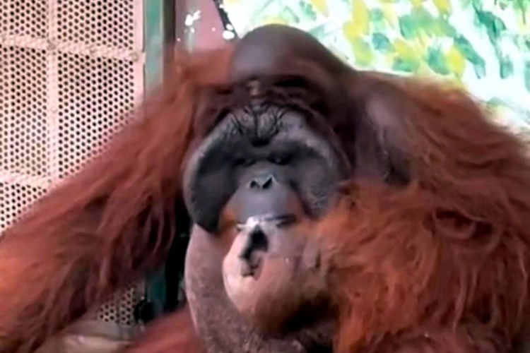 Vídeo: Orangotango ameaçado de extinção é visto fumando e zoológico é ...