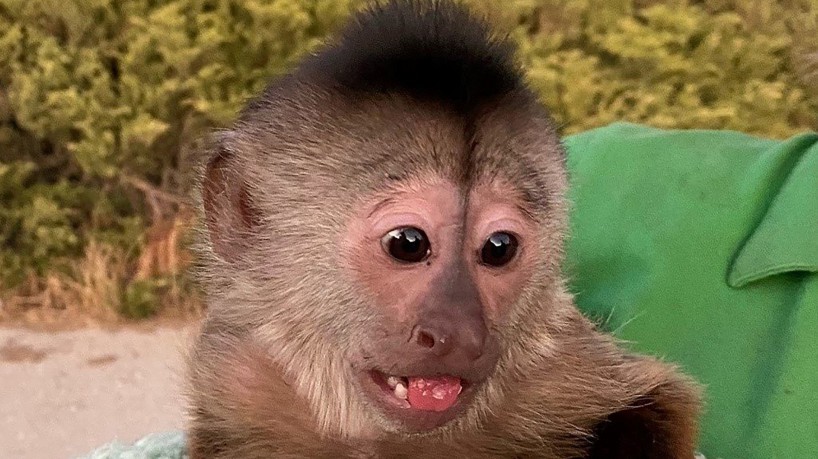 Macaco é suspeito de ligar para a polícia de zoológico dos EUA
