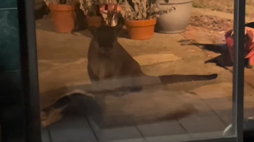 Puma invade casa e ataca cachorro na frente da tutora nos Estados Unidos