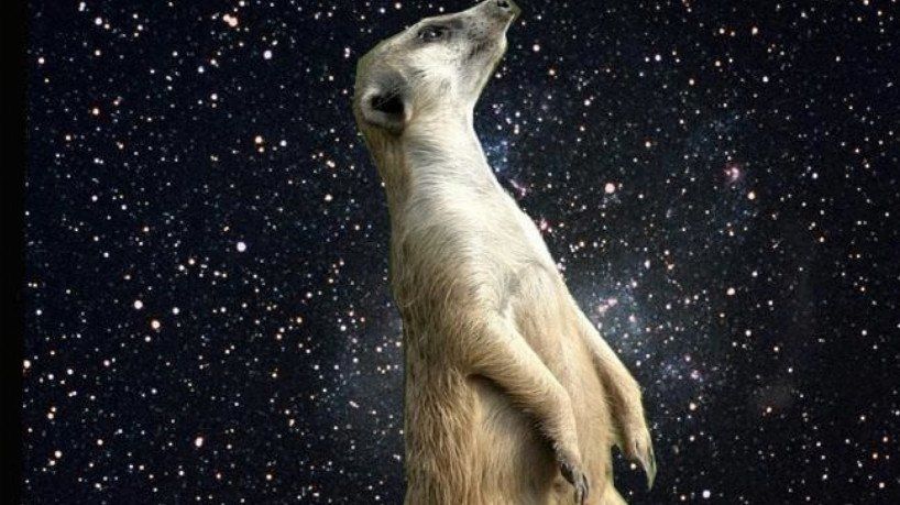 Suricate Seboso celebra 10 anos de humor e cearensidade nas redes sociais