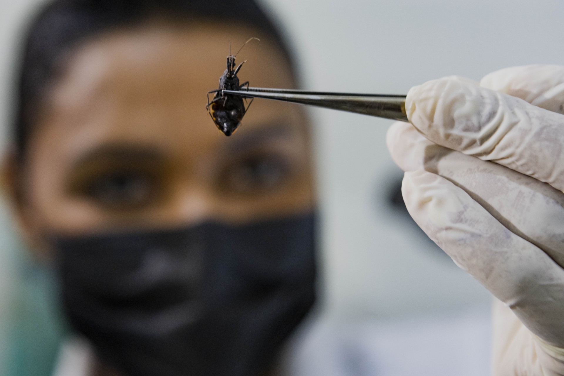 Inseto "barbeiro" apareceu em dois pontos de Fortaleza neste ano ...