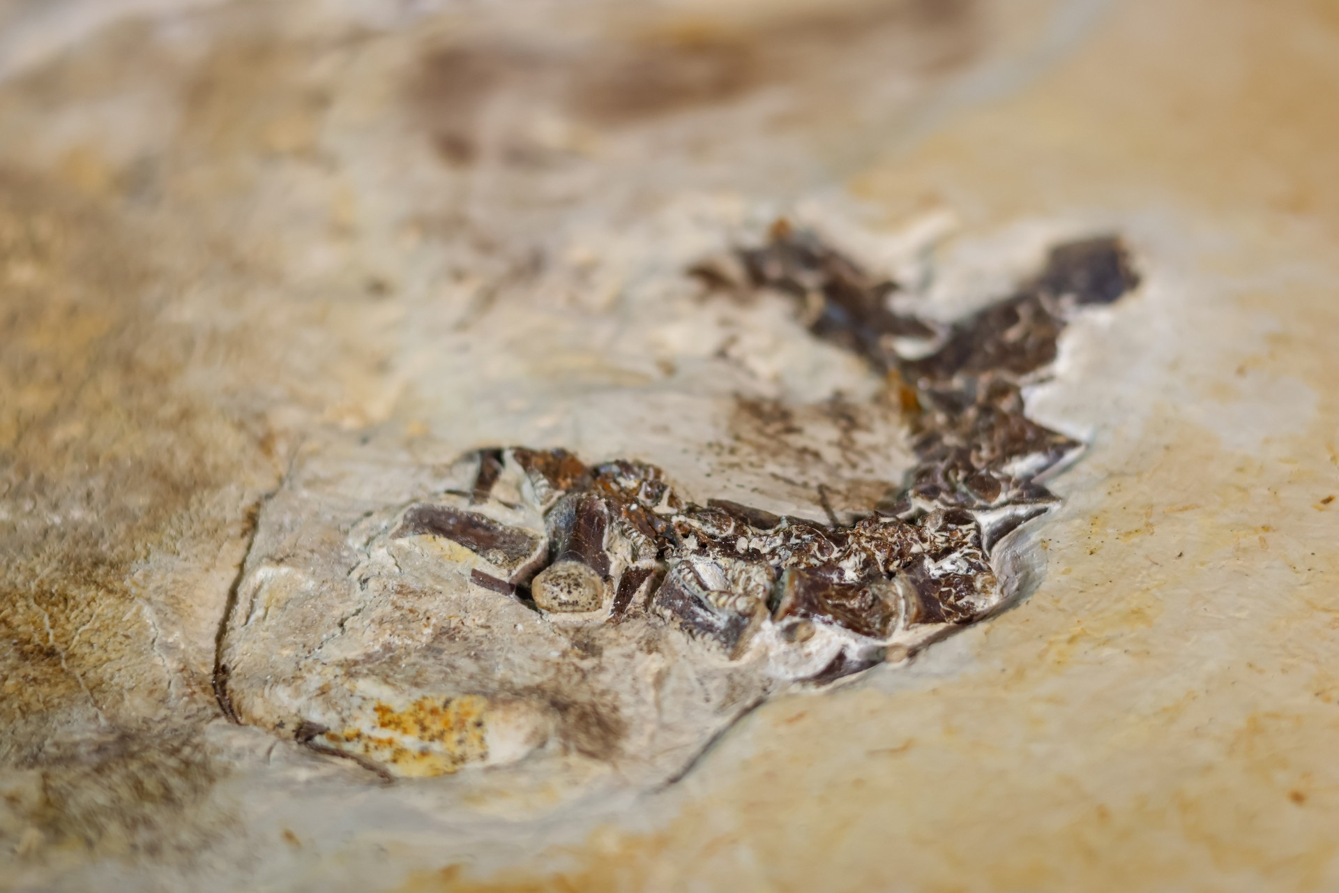 Ubirajara jubatus é cultura repatriada! | Farol | OPOVO+