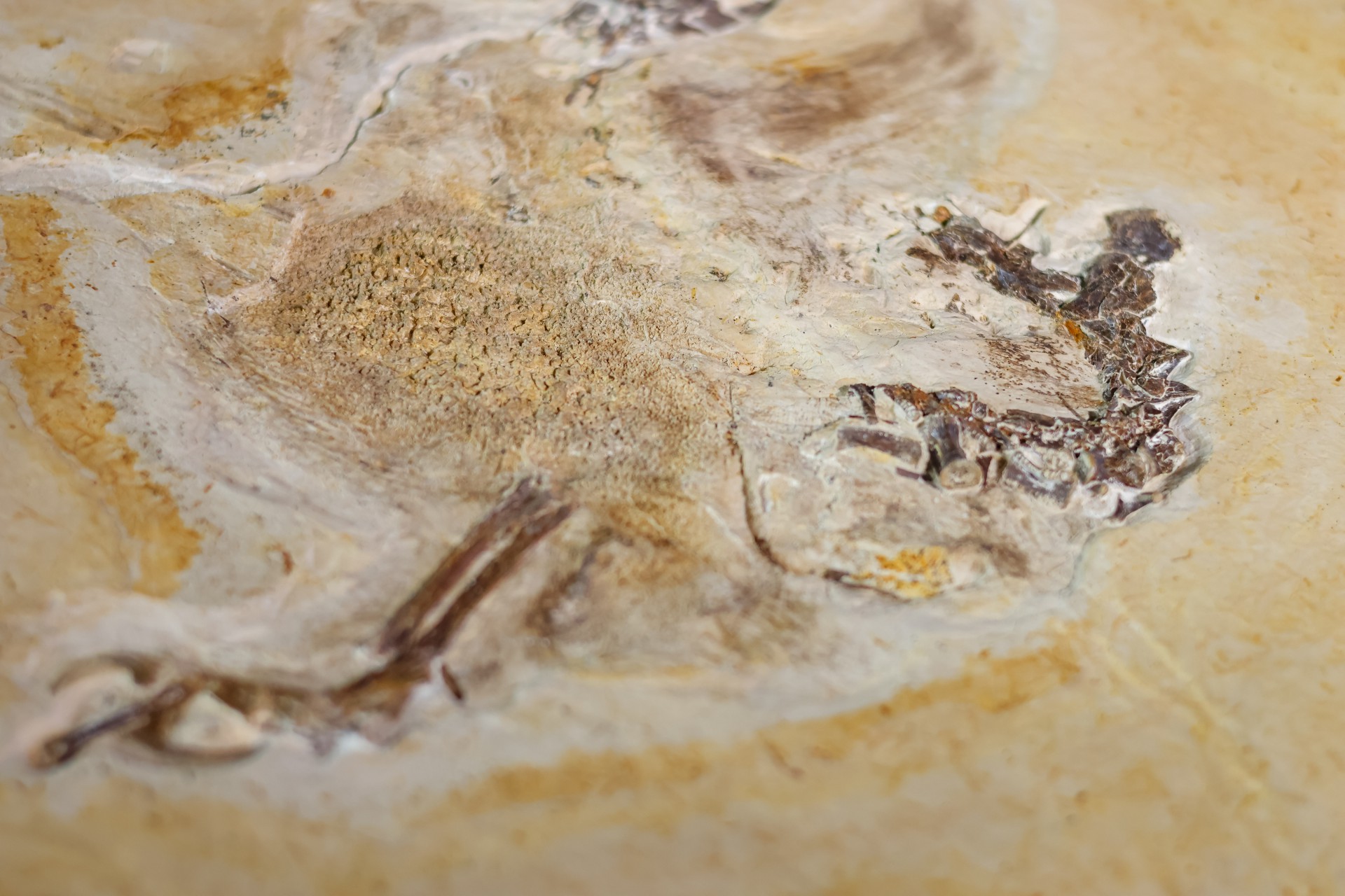 Após volta de fóssil Ubirajara jubatus ao Ceará, é momento de avançar ...