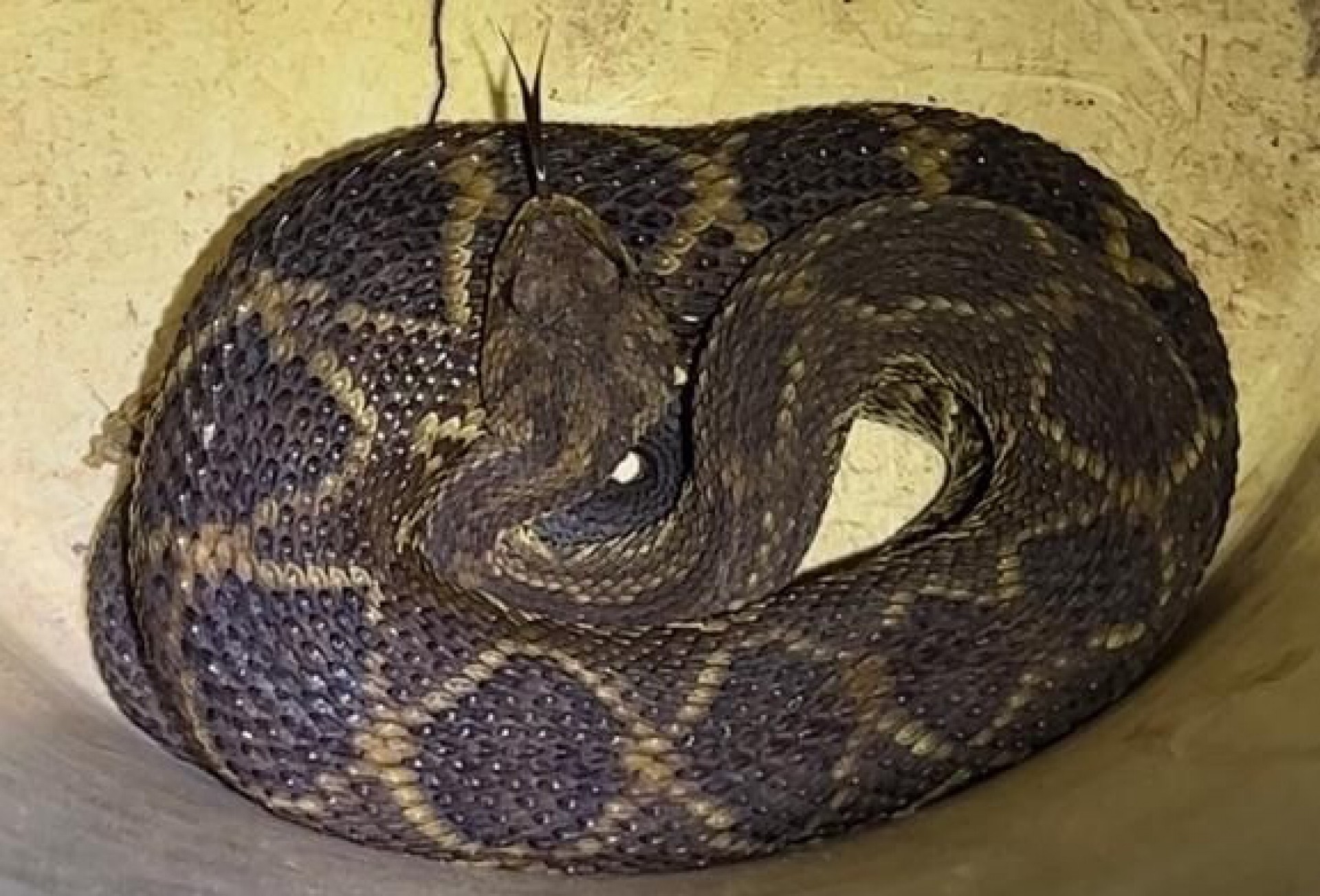 Três serpentes peçonhentas são resgatadas no Maciço de Baturité