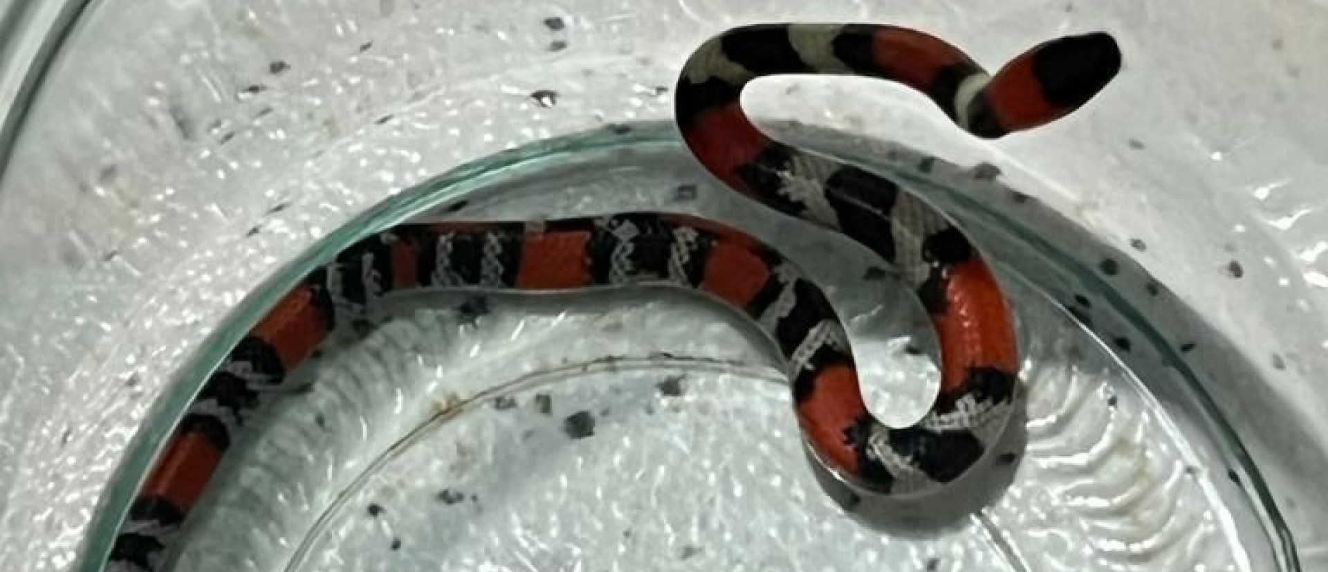 Três serpentes peçonhentas são resgatadas no Maciço de Baturité