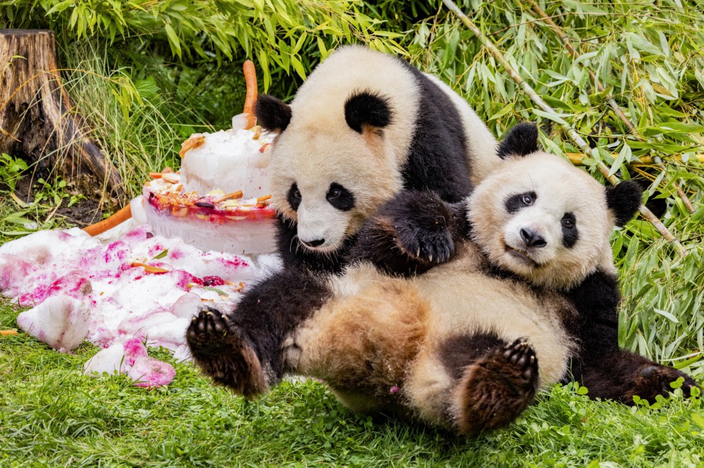 Pandas gêmeos da Alemanha fazem 4 anos e ganham bolo de aniversário ...