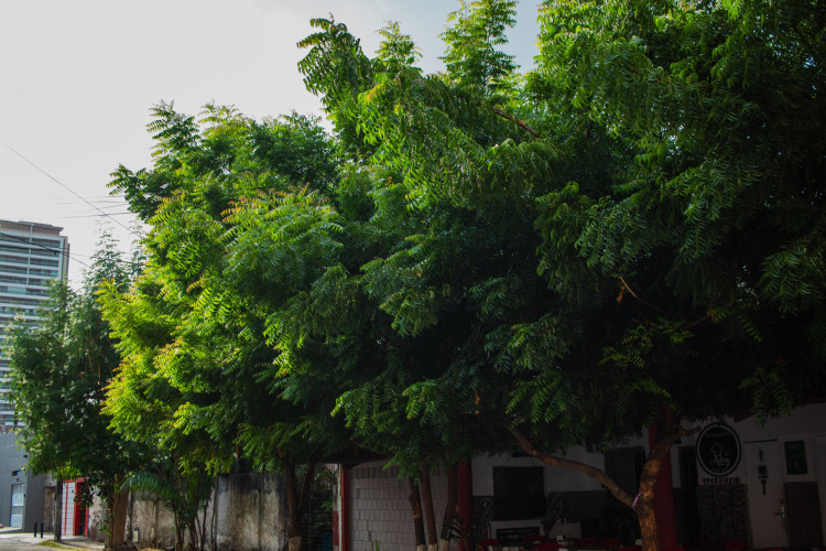 Desenho De Arvore De Nim Para Criancas Bonsai: Saiba Tudo Para