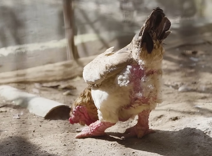 ‘Galinha Dragão’ tem origem misteriosa e visual exótico; conheça