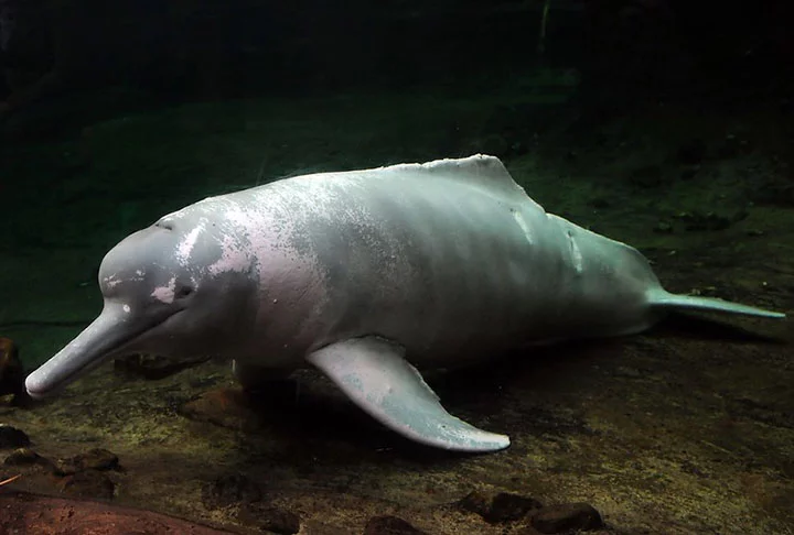 Cientistas analisam crânio de boto gigante da Amazônia