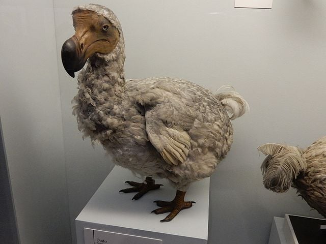 Pombo do Pacífico pode ajudar na recriação dos Dodôs, que foram extintos