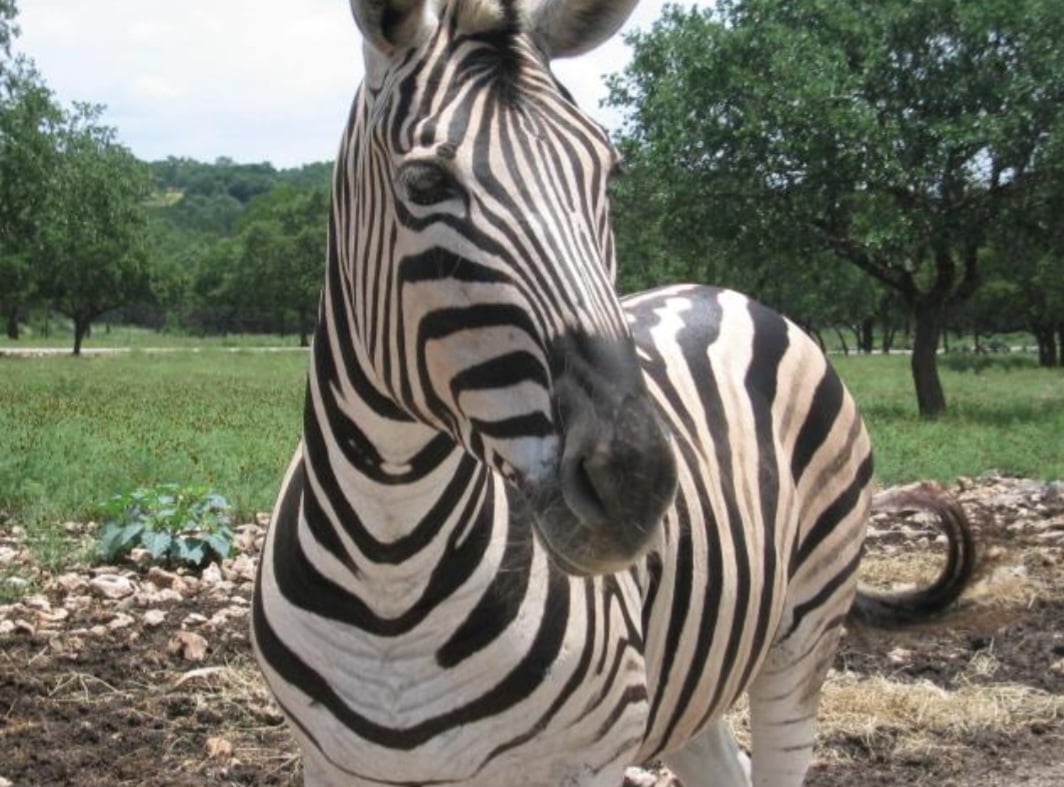 Zebra sem listras – e com pintas – causa surpresa na África