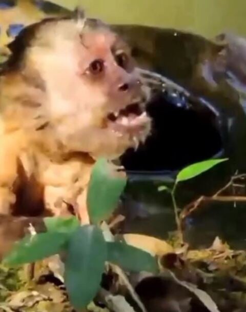 Pra quem não viu: Turistas salvam macaco sufocado por serpente