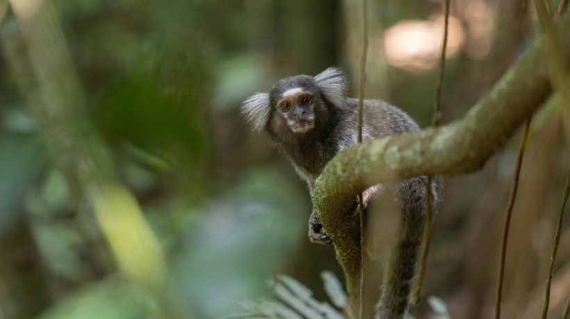 Soins se chamam pelo nome? É o que pode indicar estudo na Science