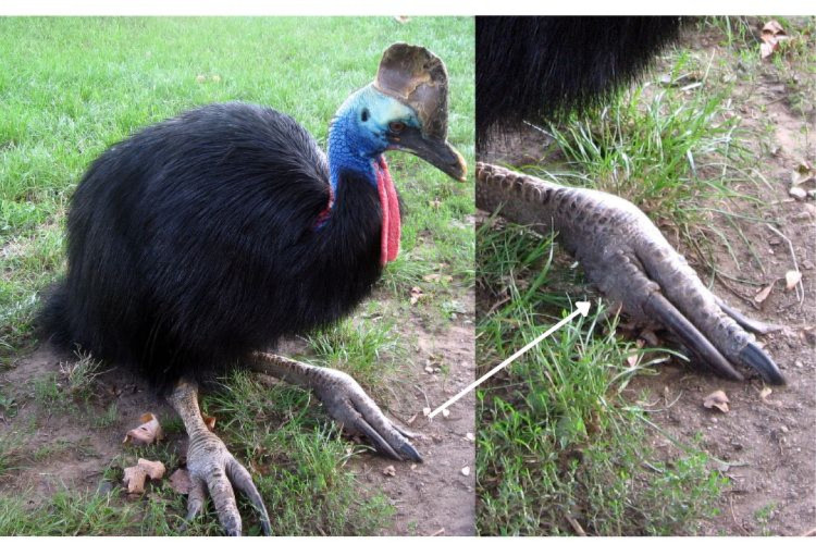 Casuar-do-sul: conheça a ave mais perigosa do mundo