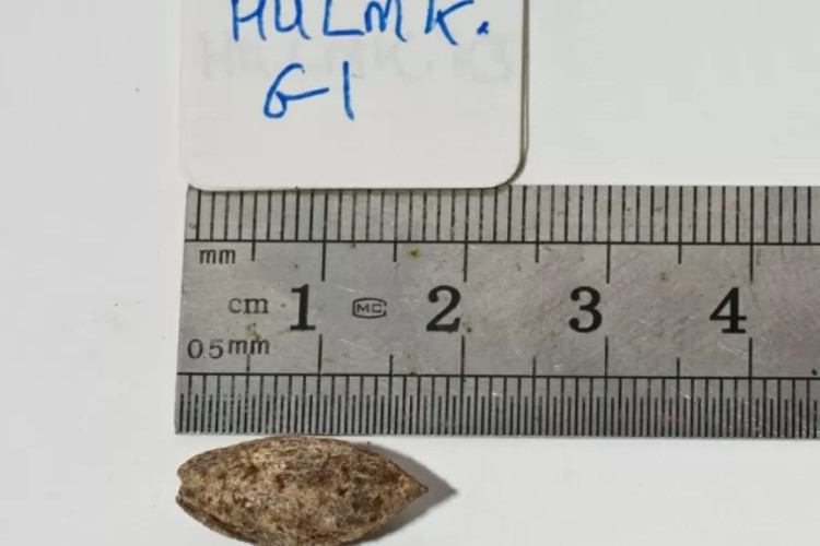 Árvore bíblica: o que significa o achado de semente milenar em caverna