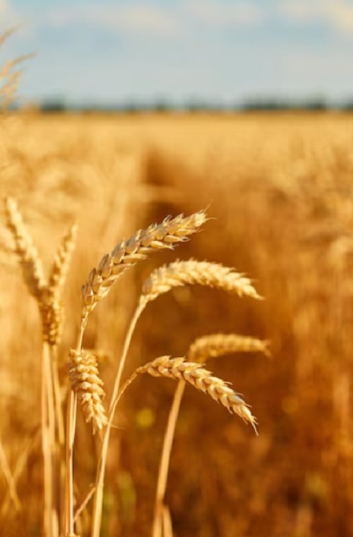 Trigo é uma das bases da alimentação mundial; saiba mais sobre esse ...