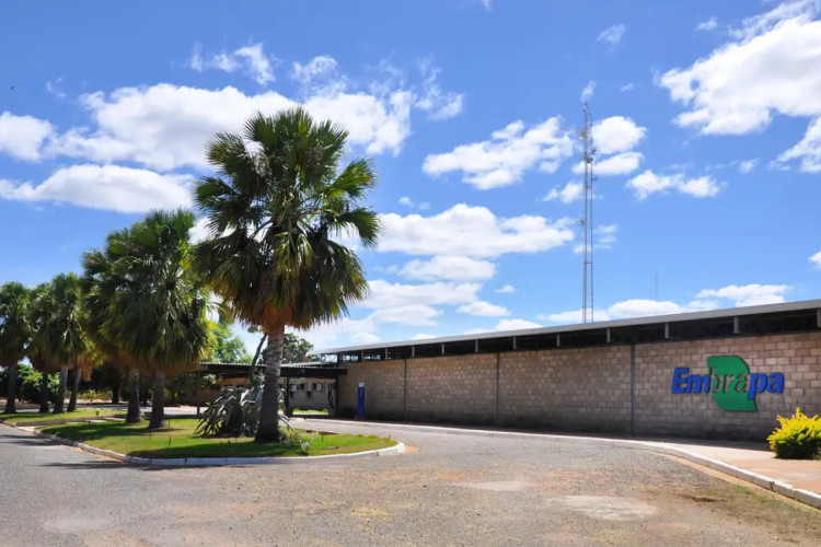 Embrapa lança concurso com salários de até R$ 12,8 mil, com vagas no Ceará