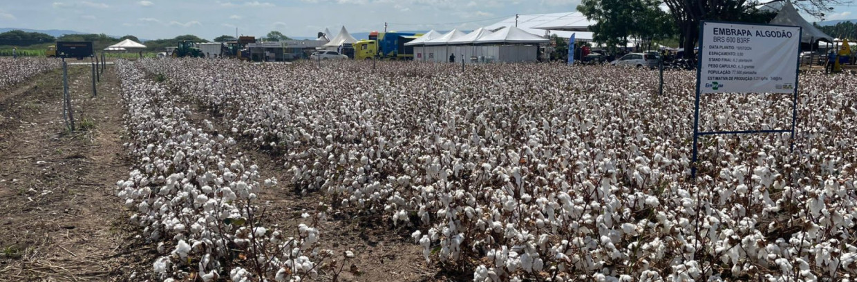 Algodão do Ceará: Faec e Embrapa lançam nova variedade desenvolvida ...
