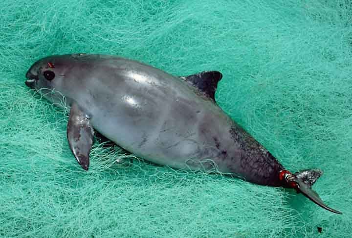 Vaquita: conheça o animal sob risco de extinção que encantou Leonardo ...