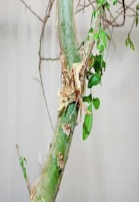 Cientistas plantam semente milenar e ‘encontram’ árvore bíblica