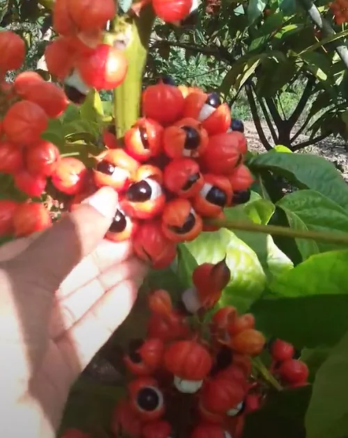 Guaraná, sabor brasileiro conquistou fama mundial