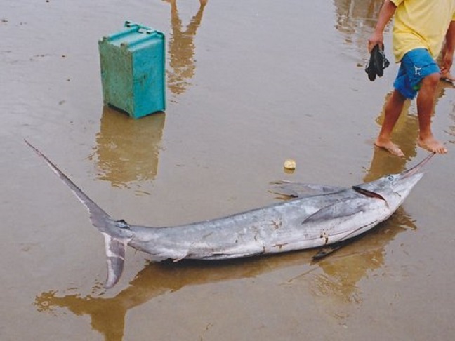 Banhistas são atacados por cardume de peixe-espada em praia do RJ
