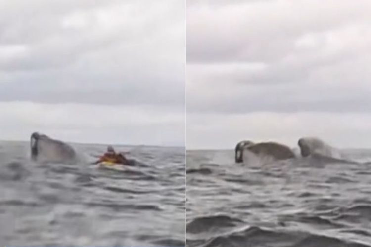 Baleia ‘engole’ homem e o cospe com vida logo depois; veja vídeo