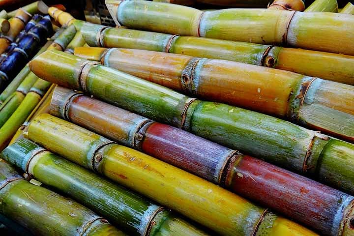 O potencial sustentável e a força econômica da cana-de-açúcar no Brasil