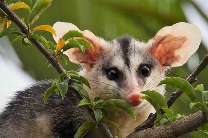 Saruê: animal é um surpreendente aliado do ecossistema urbano brasileiro