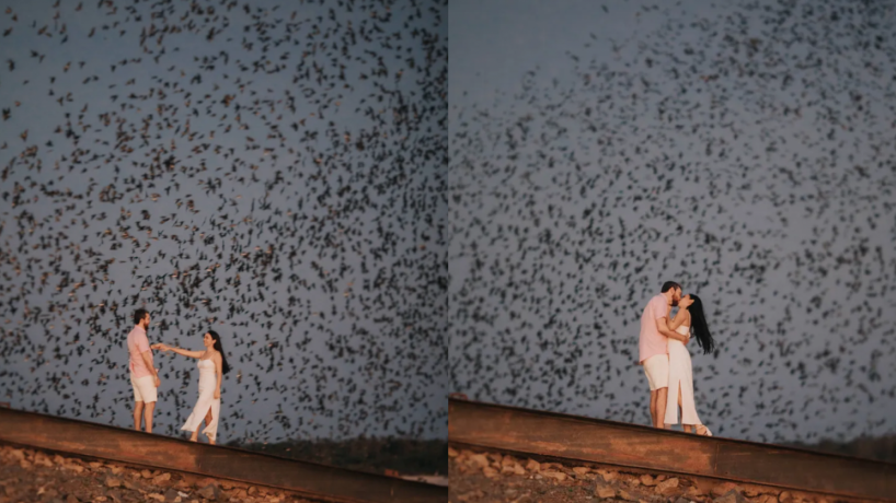 Andorinhas invadem ensaio fotográfico de casal e fotos do momento ...