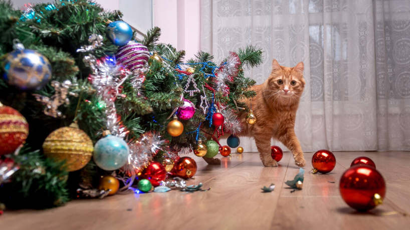 Inimigos do Natal? Como manter seu gato longe da árvore de natal