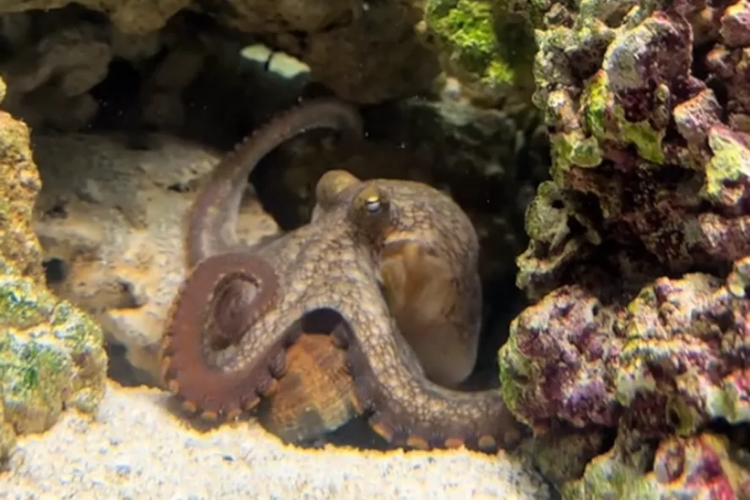 Polvo influencer? Menino apaixonado por molusco adota animal e faz ...