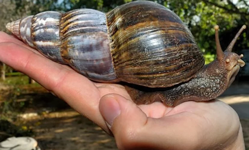 Biólogos encontram o verme da meningite em caramujo; saiba se proteger