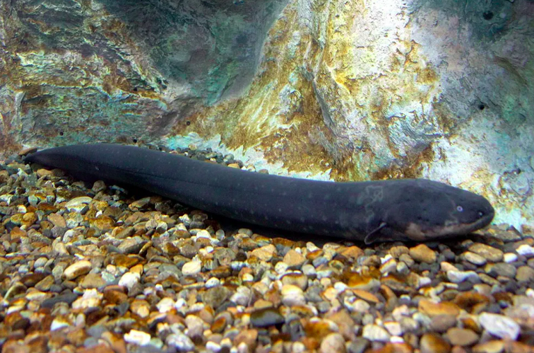 Pescado dos rios: Os maiores peixes de água doce do Brasil